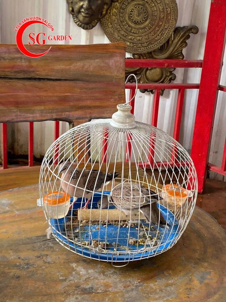 Bán Chim Cu Gáy Giọng Thổ Đồng Giá Rẻ Tại TPHCM